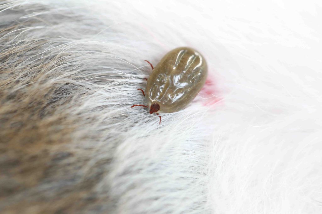 The Life Cycle of the Tick, and Tick-Borne Diseases in Pets | Paw Pals
